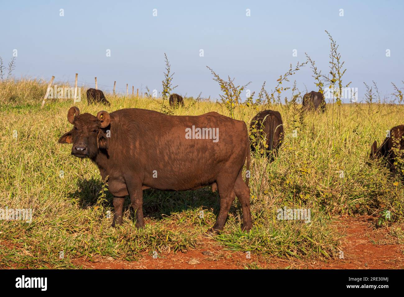 Serious buffalo hi-res stock photography and images - Alamy