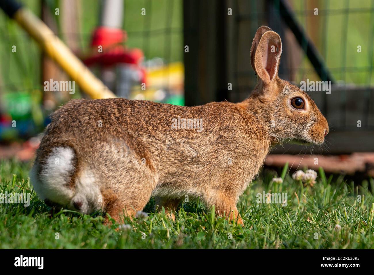 Summer garden rabbit hi-res stock photography and images - Alamy