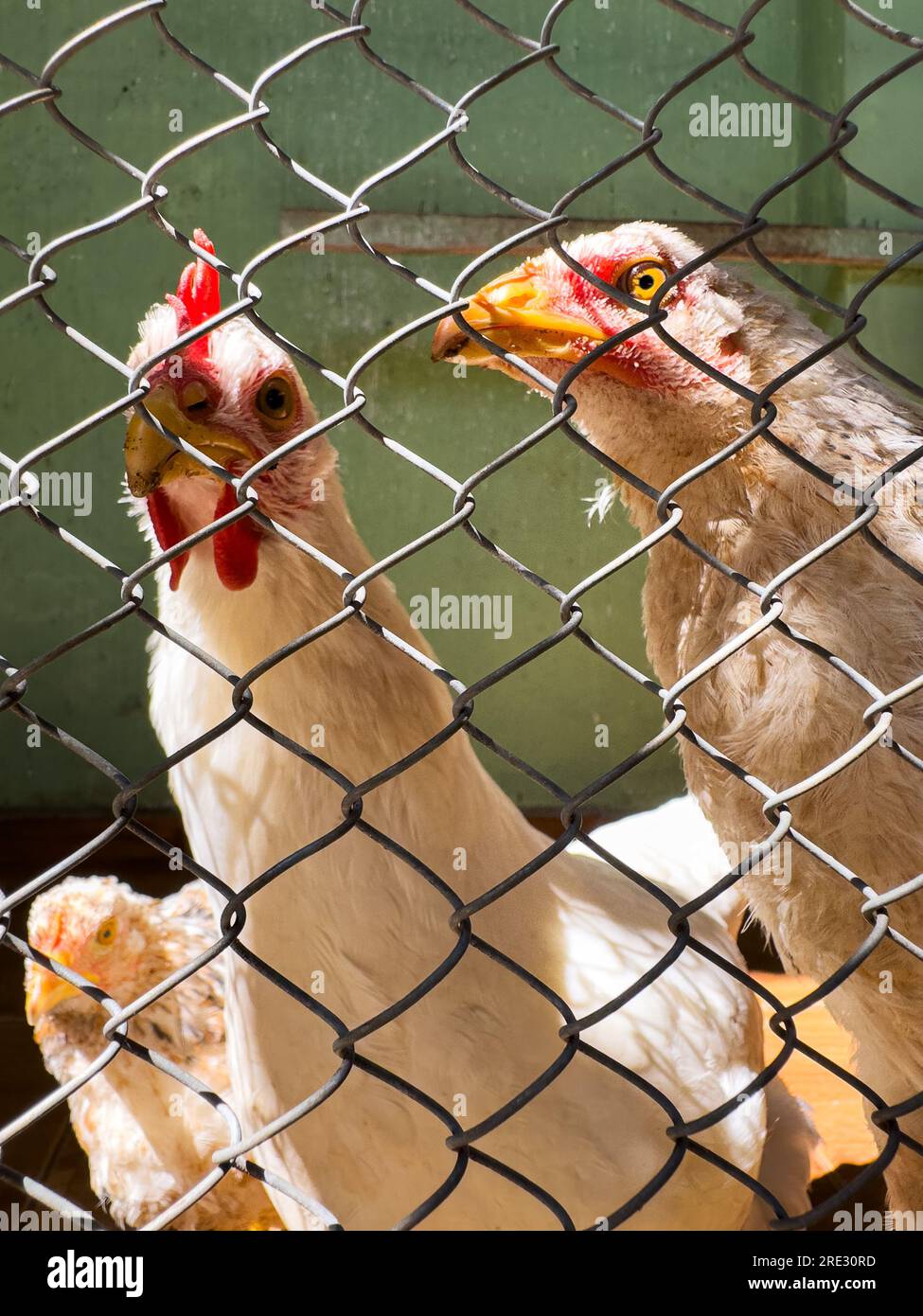 chickens behind bars in aviary Stock Photo - Alamy