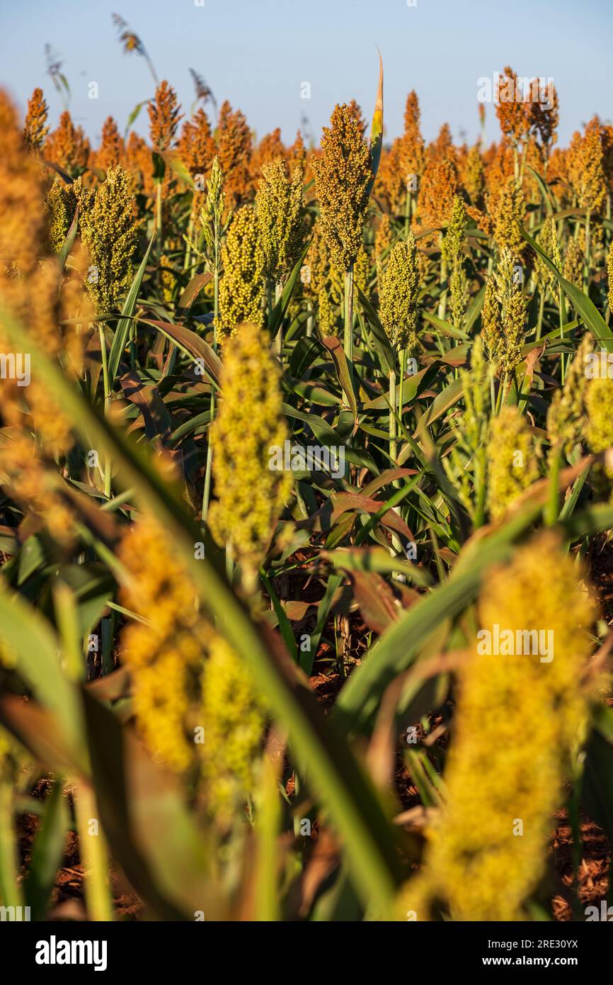 Sorgo bicolor hi-res stock photography and images - Alamy