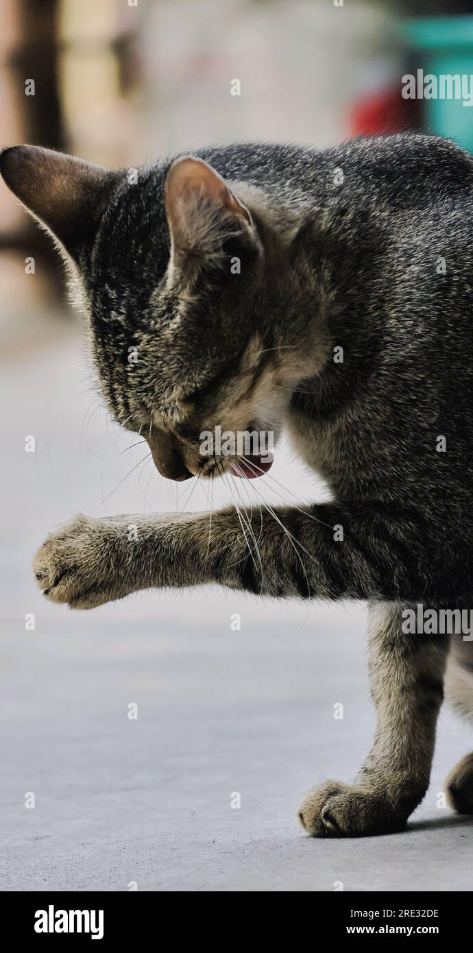 Black tabby hi-res stock photography and images - Alamy