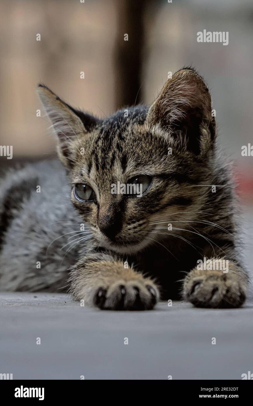 Black tabby domestic cat resting peacefully Stock Photo - Alamy