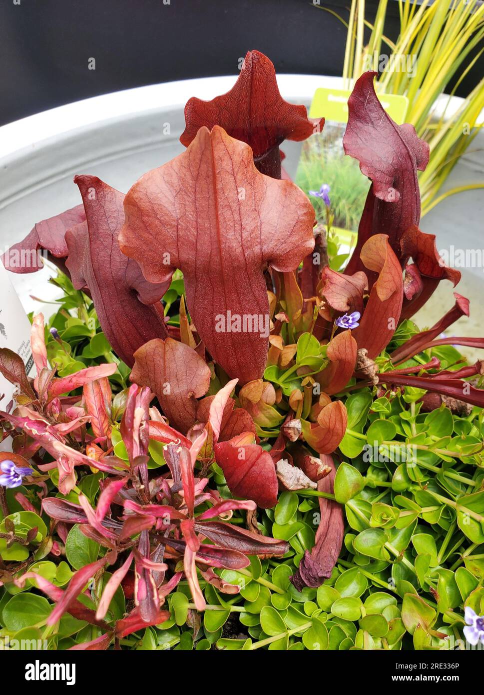 The red top color of Bug Bat Pitcher plants for pond Stock Photo - Alamy