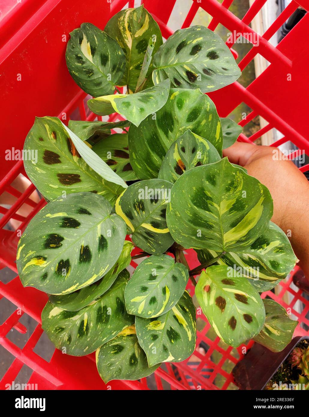 The green and yellow variegated leaves of Maranta Leuvoneura ...