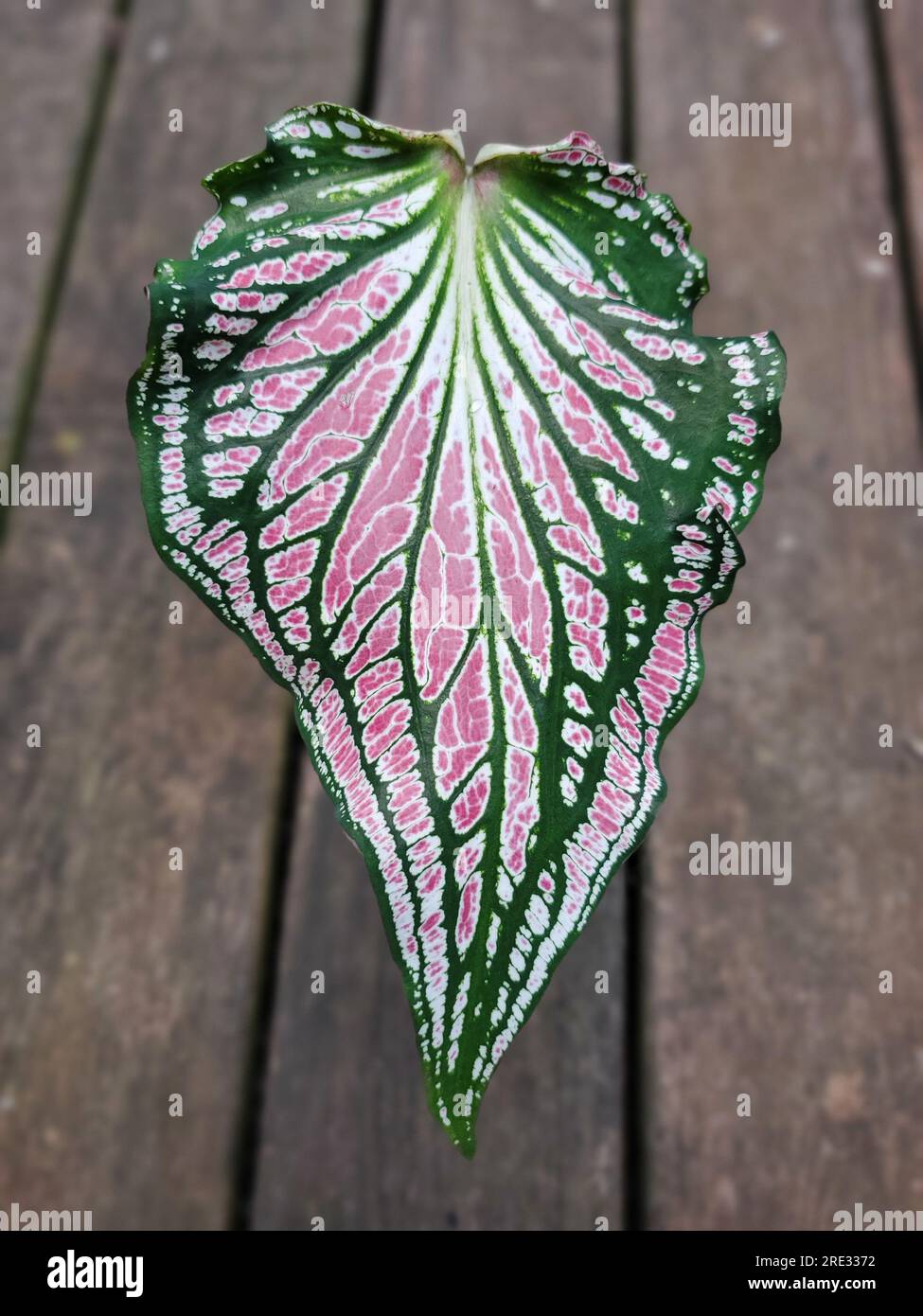 Closeup of a beautiful pink and green leaf of Caladium Thai Beauty on ...