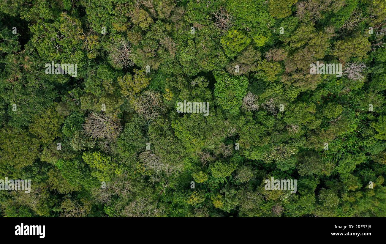 Aerial top view forest tree, Rainforest ecosystem and healthy ...