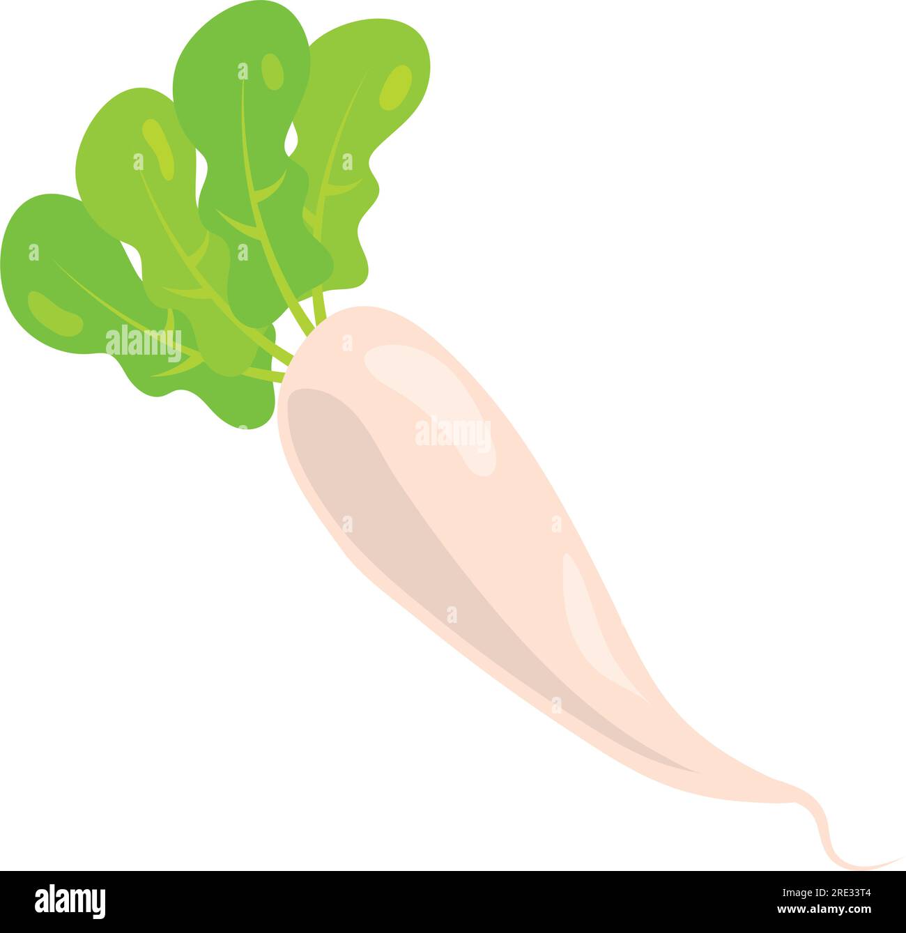 Daikon beet Stock Vector Images - Alamy
