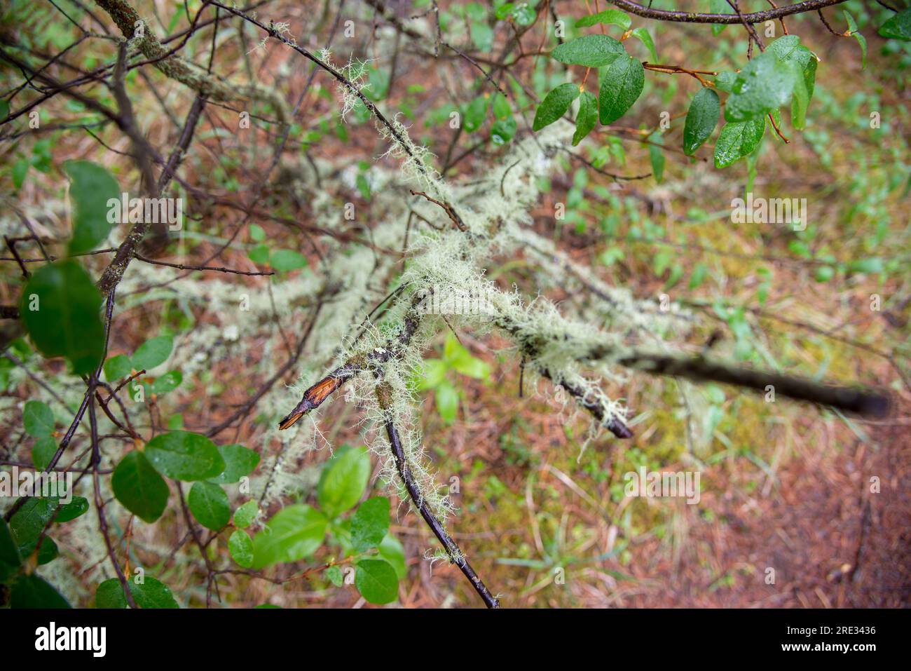 Flora and Fauna in the forest of Canada Stock Photo - Alamy