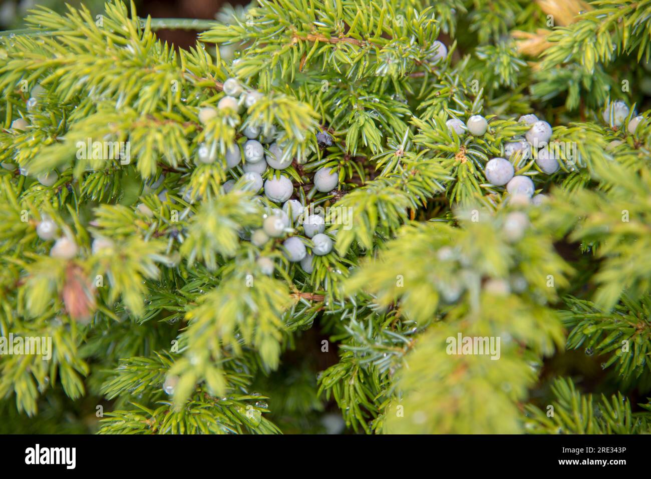 Flora and Fauna in the forest of Canada Stock Photo - Alamy