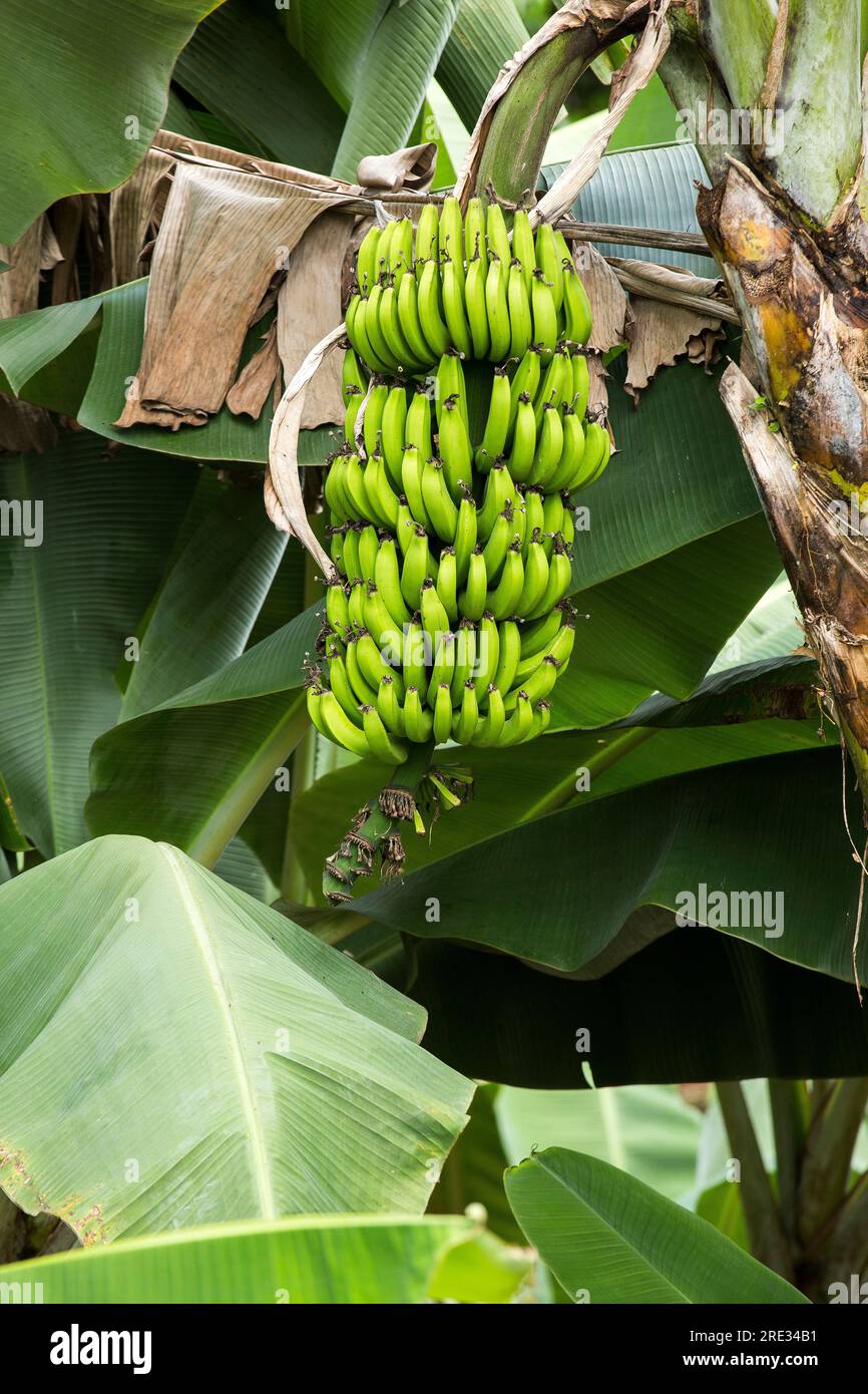 Musa x paradisiaca - Bunch of green and unripe bananas in agricultural ...