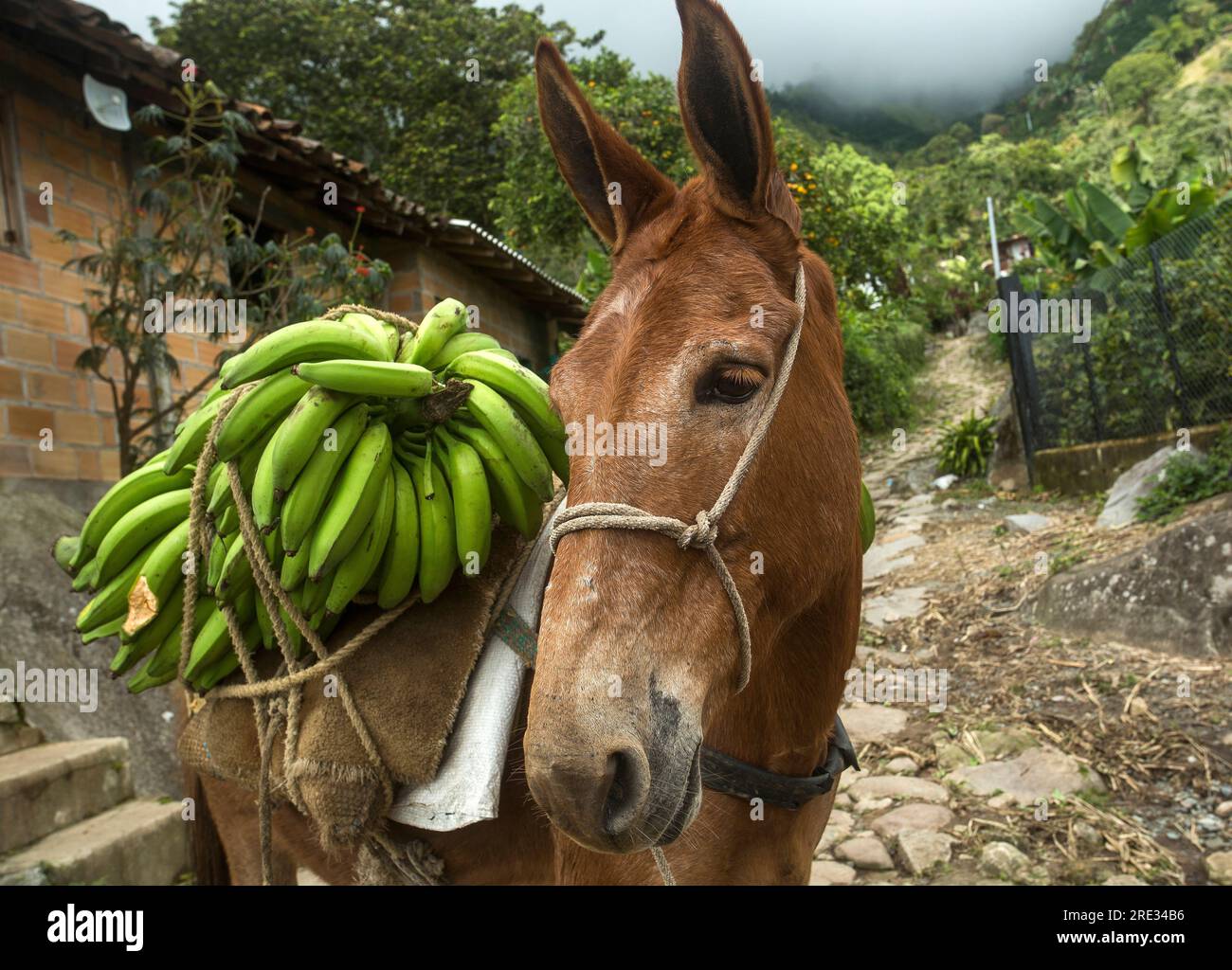 Mule with load of green bananas in Colombian agricultural plantation ...