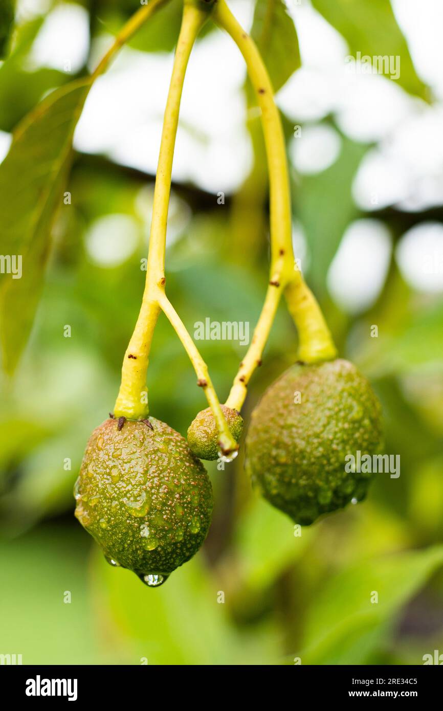 Small hass avocado hi-res stock photography and images - Alamy