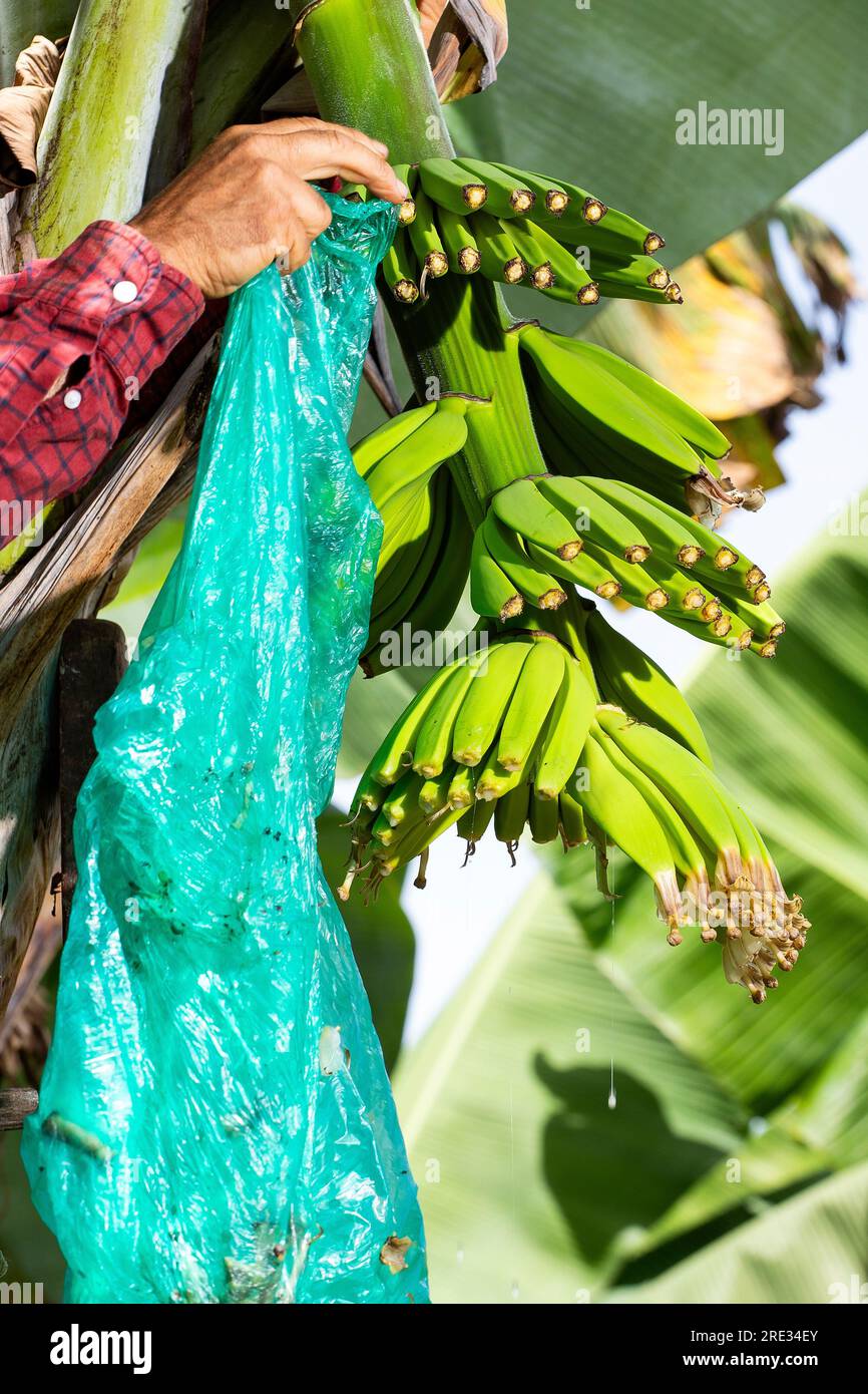 Farmer bagging banana bunch with green plastic Stock Photo - Alamy