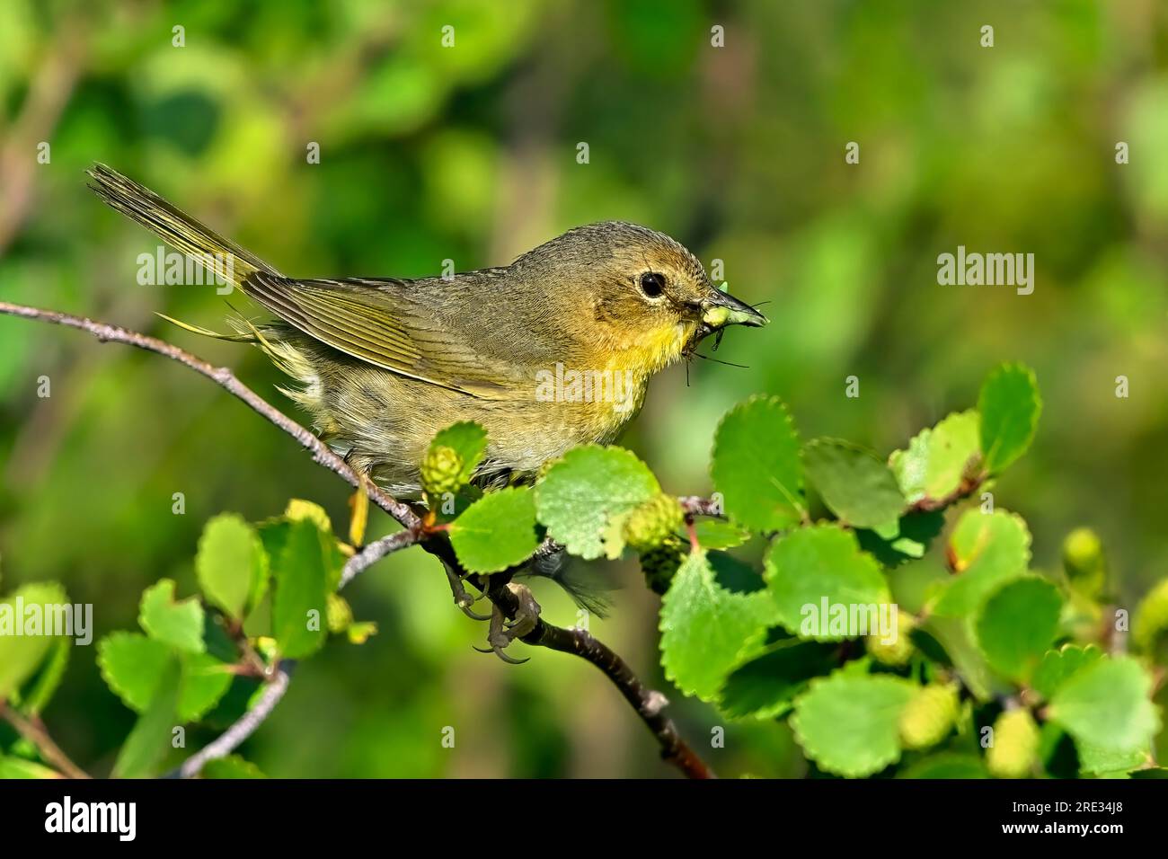 A Common Yellow-throat Warbler female "Geothlypis trichas", gathering ...
