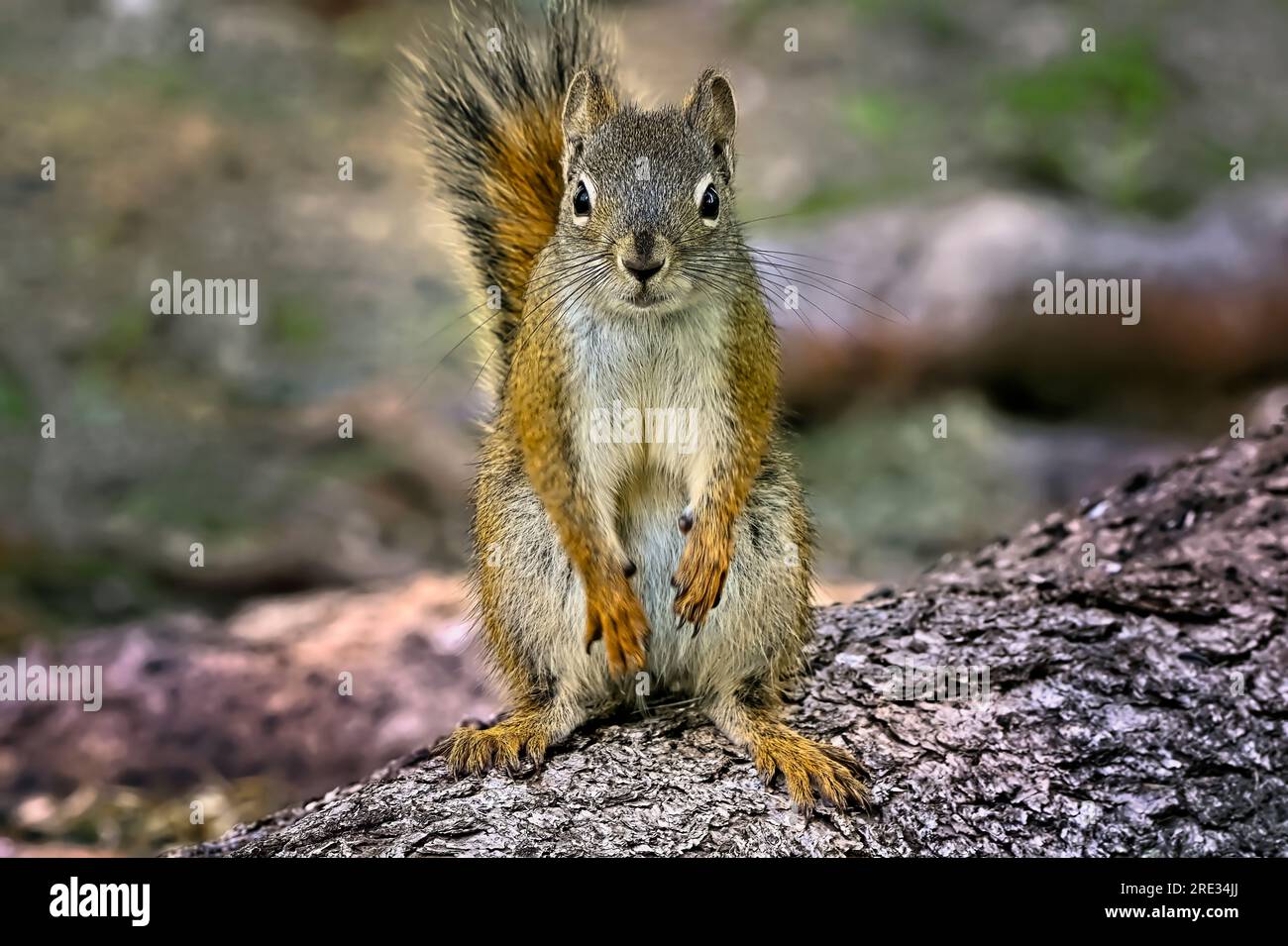 A red squirrel "Tamiasciurus hudsonicus", sitting upright with a ...