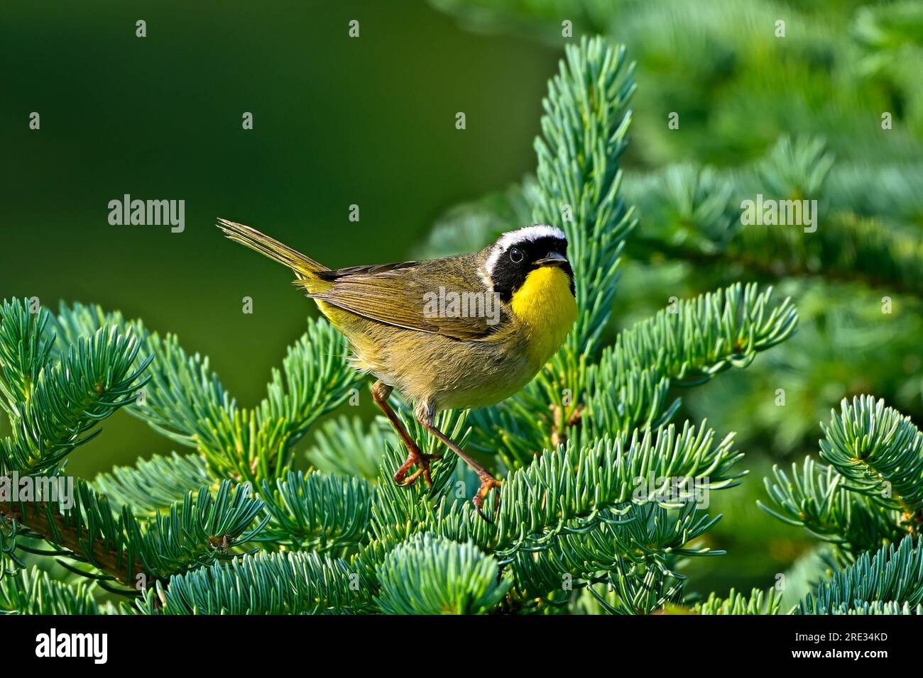 A Common Yellow-throat Warbler"Geothlypis trichas", perched on a spruce ...