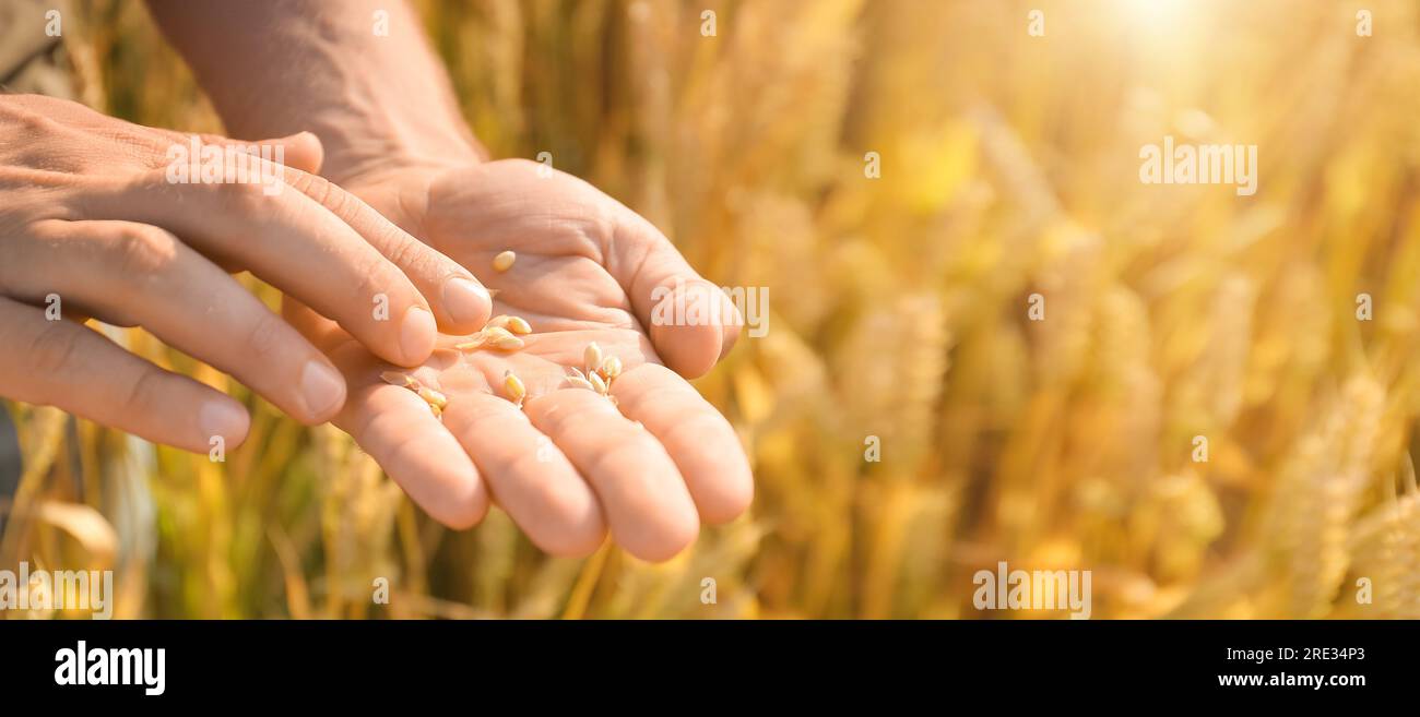 Farmer grains in hands on hi-res stock photography and images - Alamy
