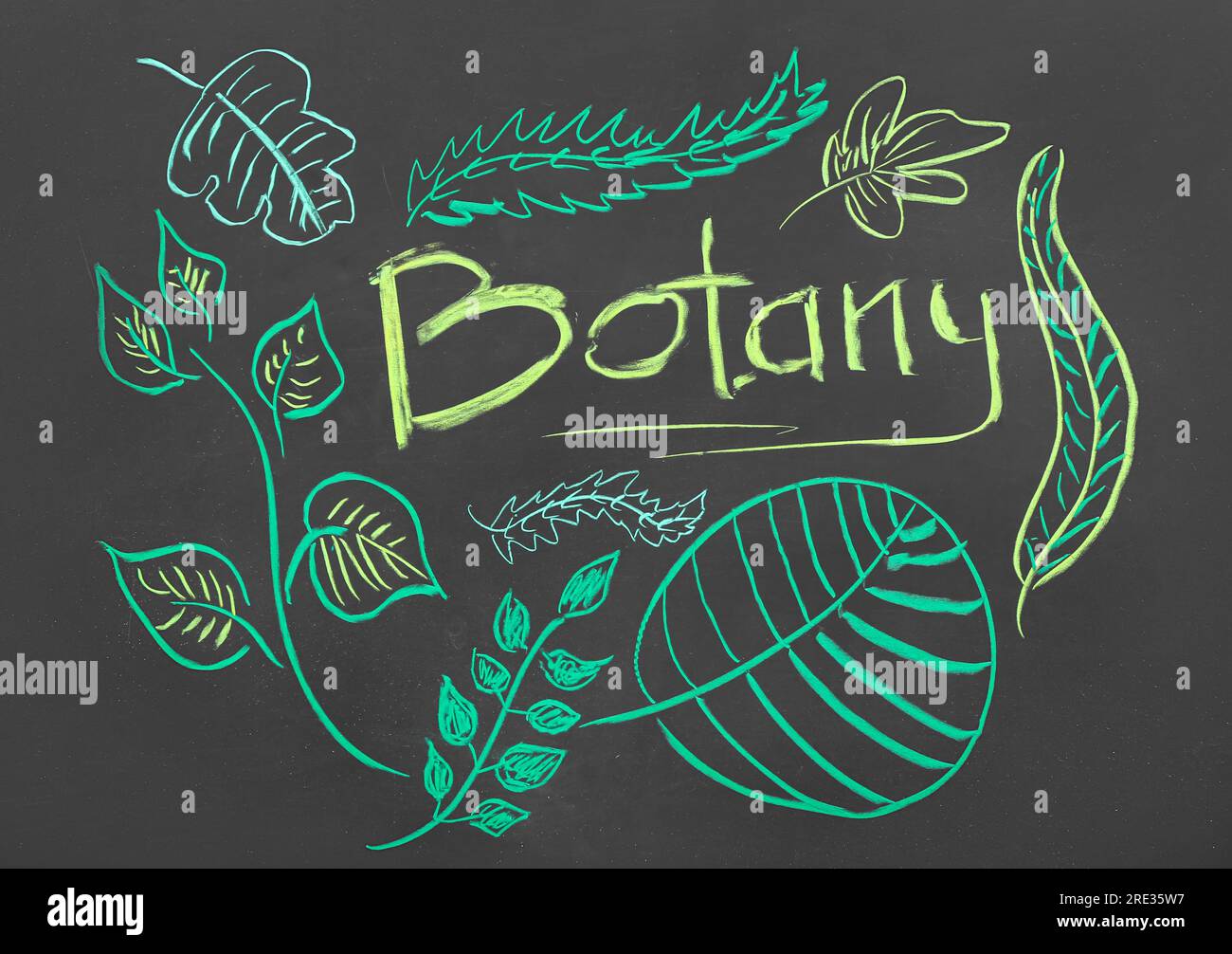 Drawn different leaves and word BOTANY on black chalkboard Stock Photo ...