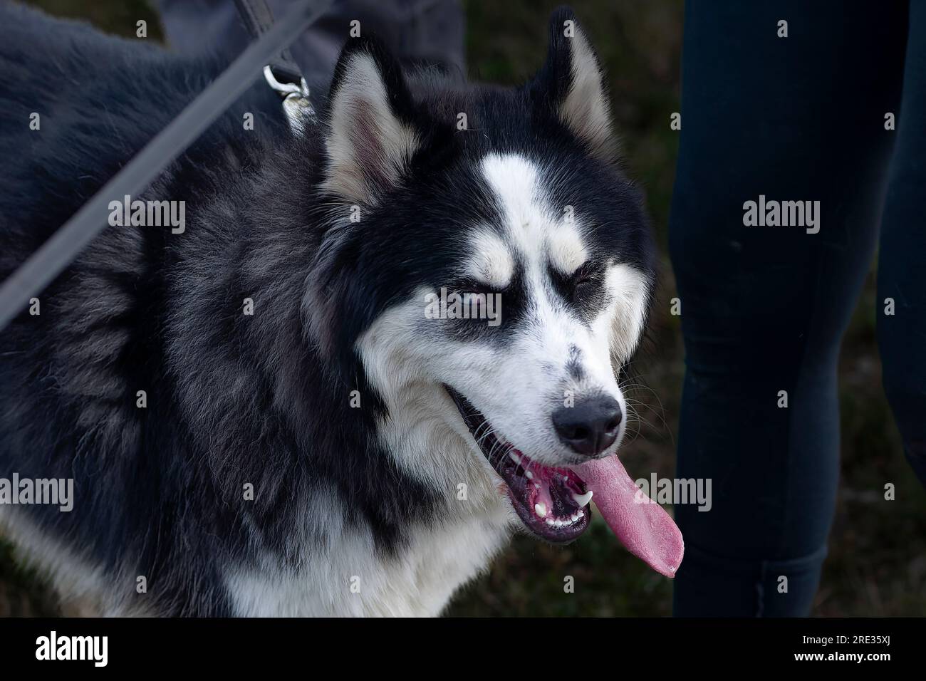 Siberian Husky enjoys playing in the water and mud on a hot summer day ...