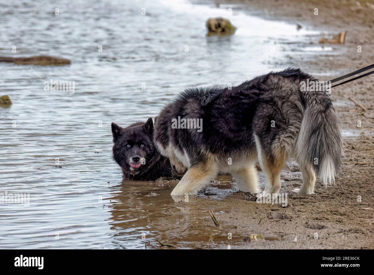 Siberian Husky enjoys playing in the water and mud on a hot summer day ...