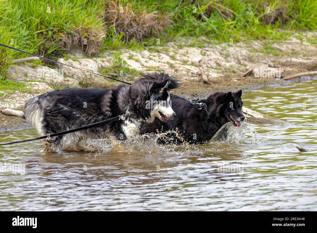 Siberian Husky enjoys playing in the water and mud on a hot summer day ...