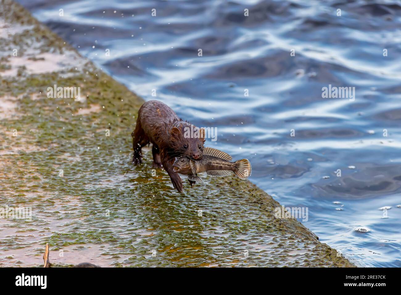 American mink fish hi-res stock photography and images - Alamy