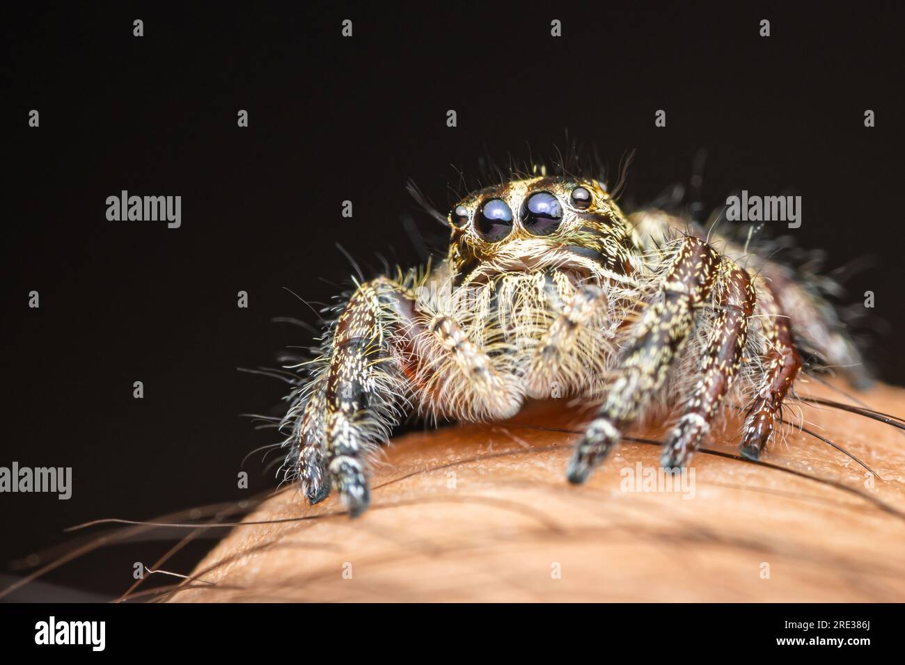 Close up a colorful jumping spider on human hand, macro shot, selective ...
