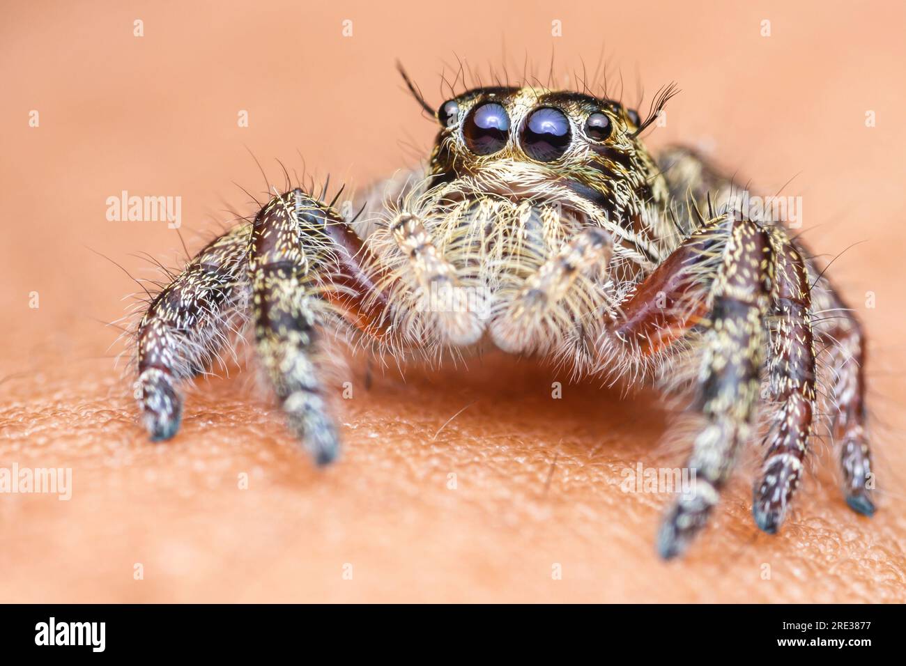 Close up a colorful jumping spider on human hand, macro shot, selective ...