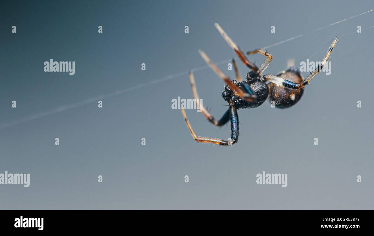 Common black house spider walking on its cobweb or spider's web with ...