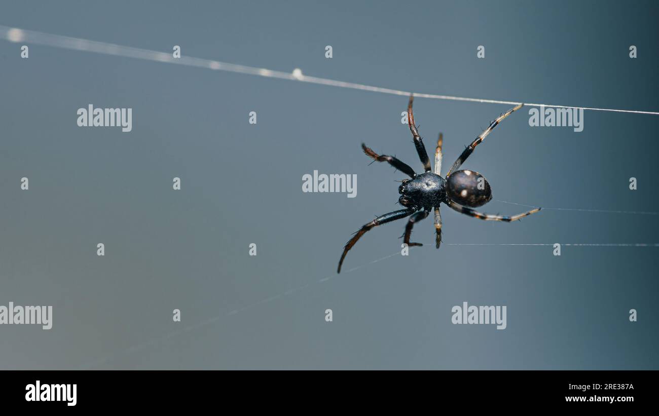 Common black house spider walking on its cobweb or spider's web with ...
