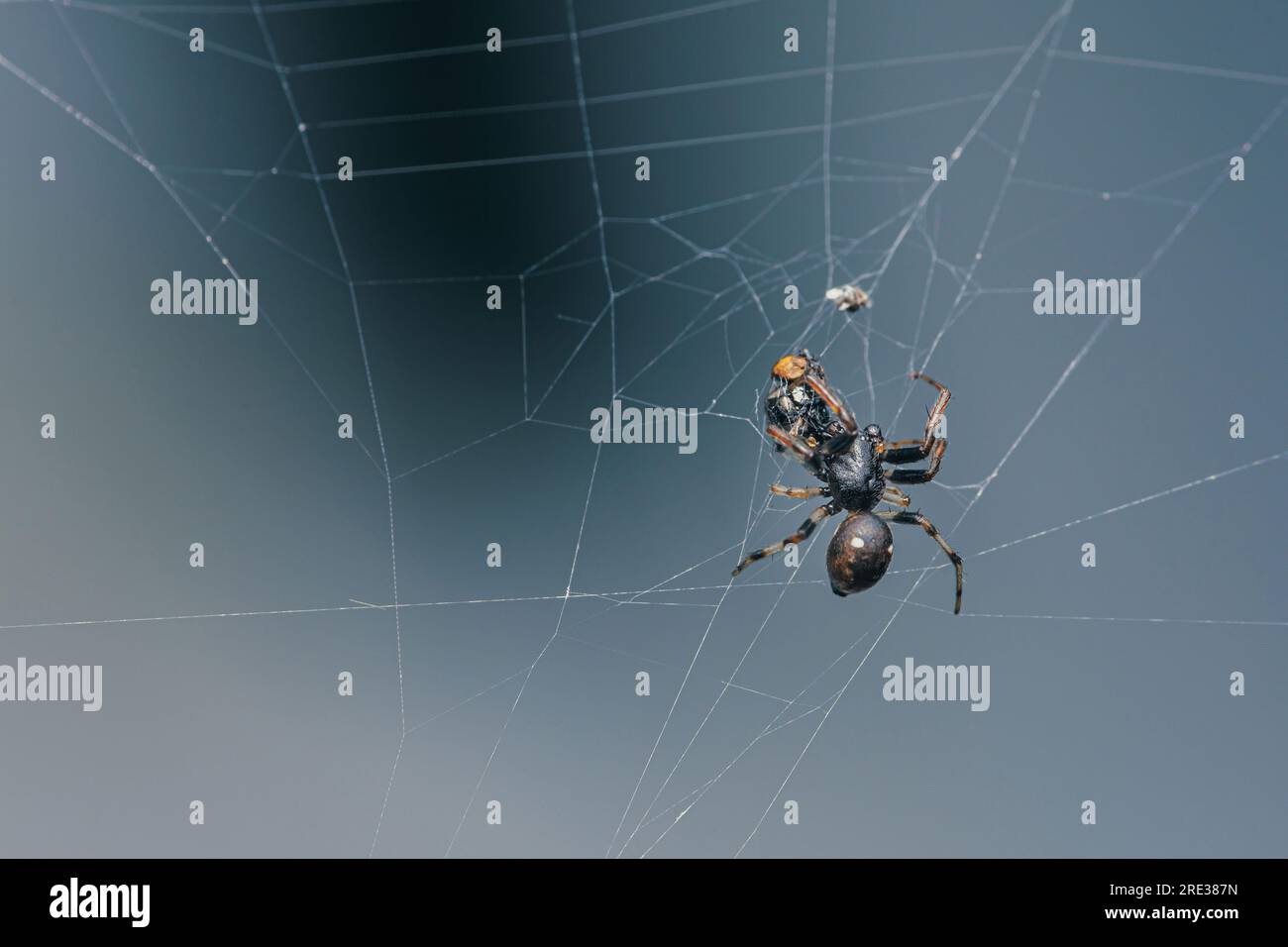 Common black house spider walking on its cobweb or spider's web with ...