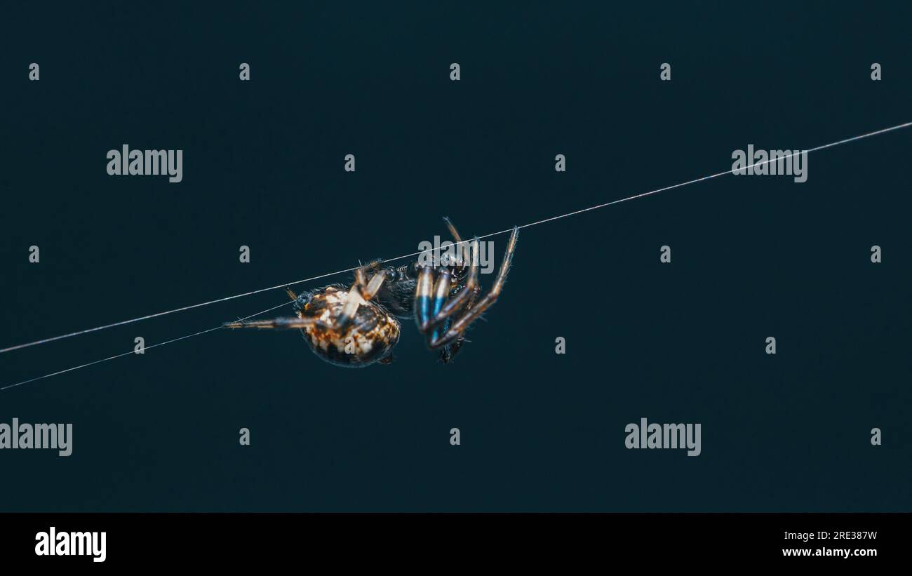 Common black house spider walking on its cobweb or spider's web with ...