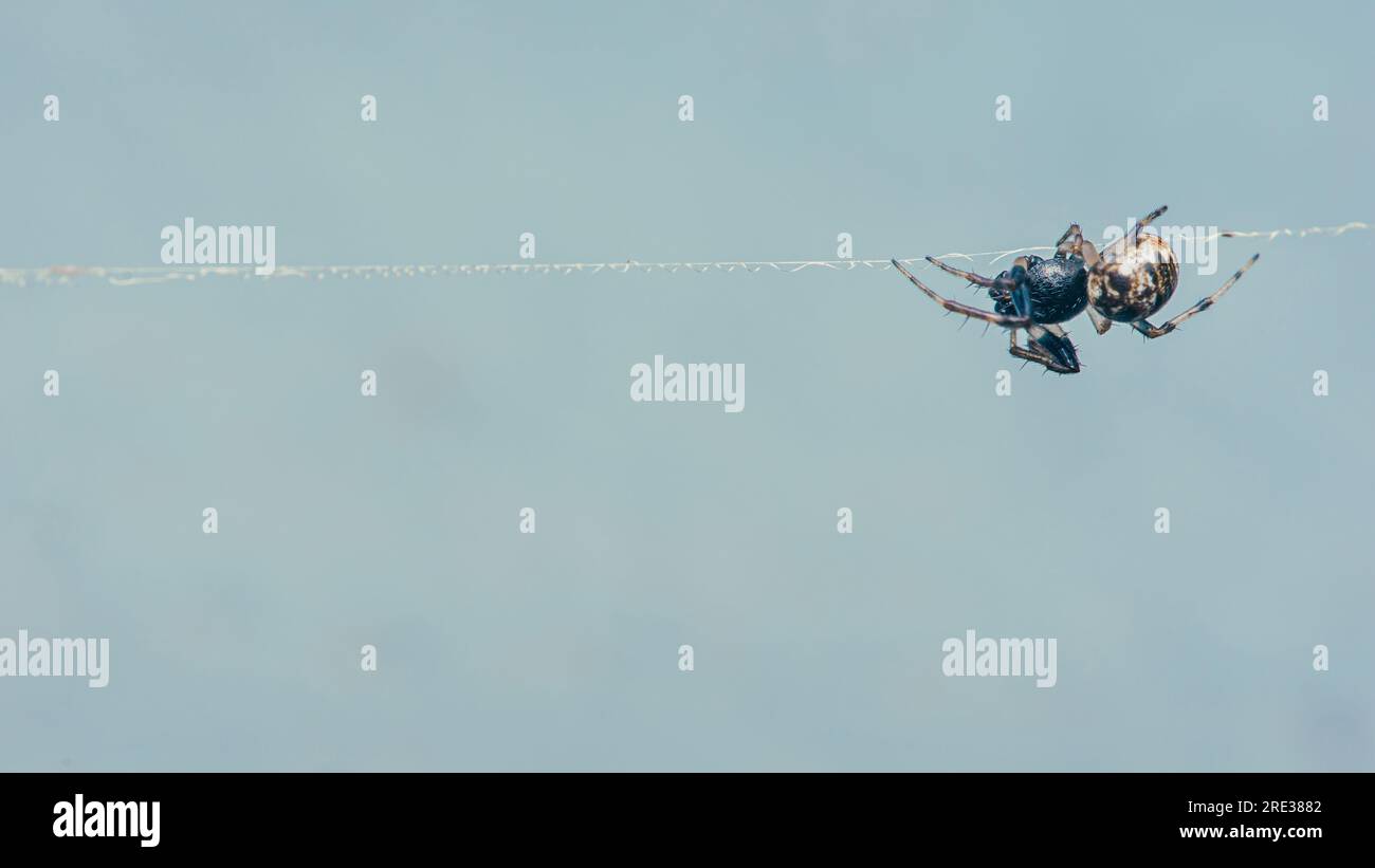 Common black house spider walking on its cobweb or spider's web with ...