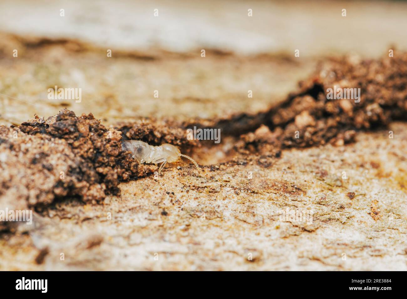 Close up of worker termites walking in nest on forest floor, Termites ...