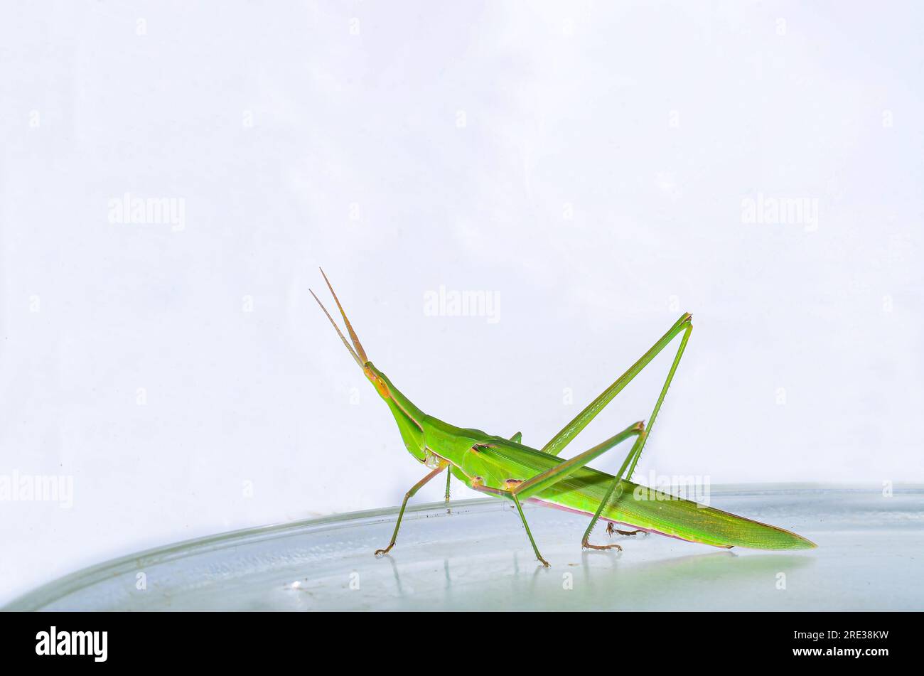 Green grasshopper plate hi-res stock photography and images - Alamy