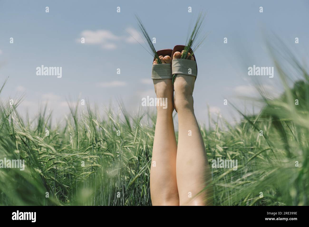 Woman legs in open shoes in a green barley field Stock Photo - Alamy