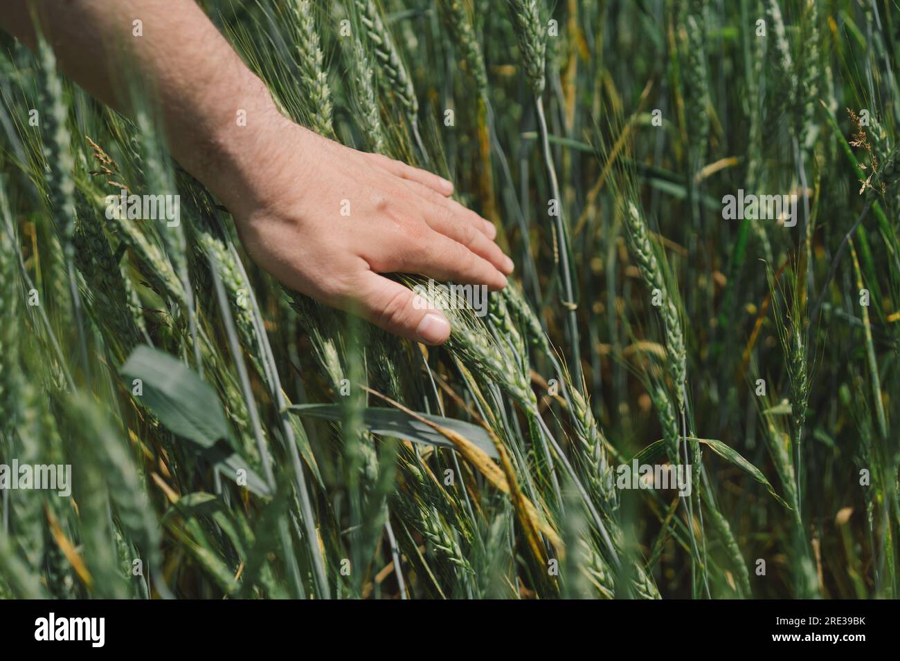 Hand through wheat field sunset hi-res stock photography and images - Alamy