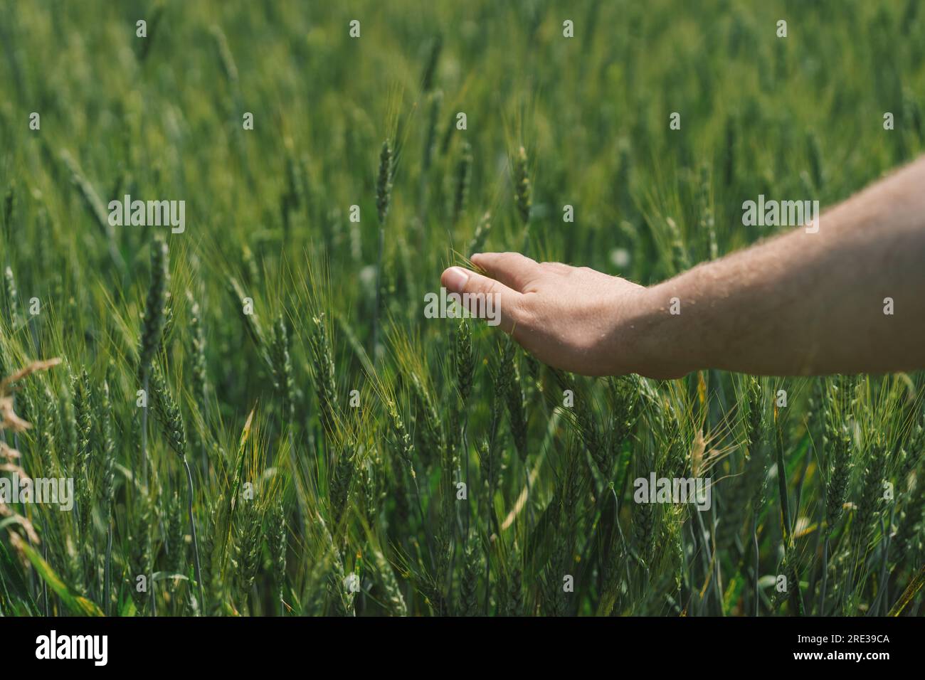 Man farmer walks through a wheat field and touching green ears Stock ...