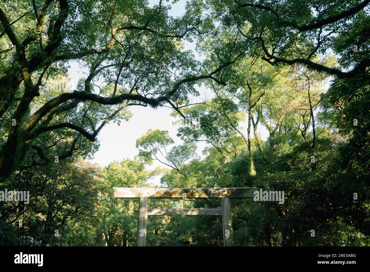 Torii entrance gate tree in hi-res stock photography and images - Alamy