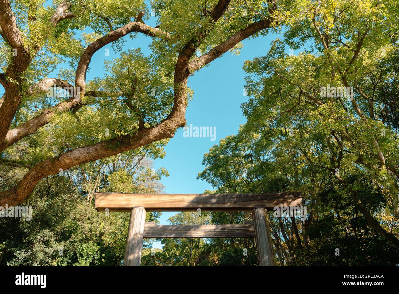 Atsuta Shrine Torii gate with green forest in Nagoya, Japan Stock Photo ...
