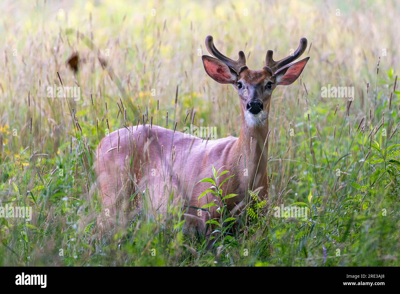Young white-tailed deer staring at the camera Stock Photo - Alamy
