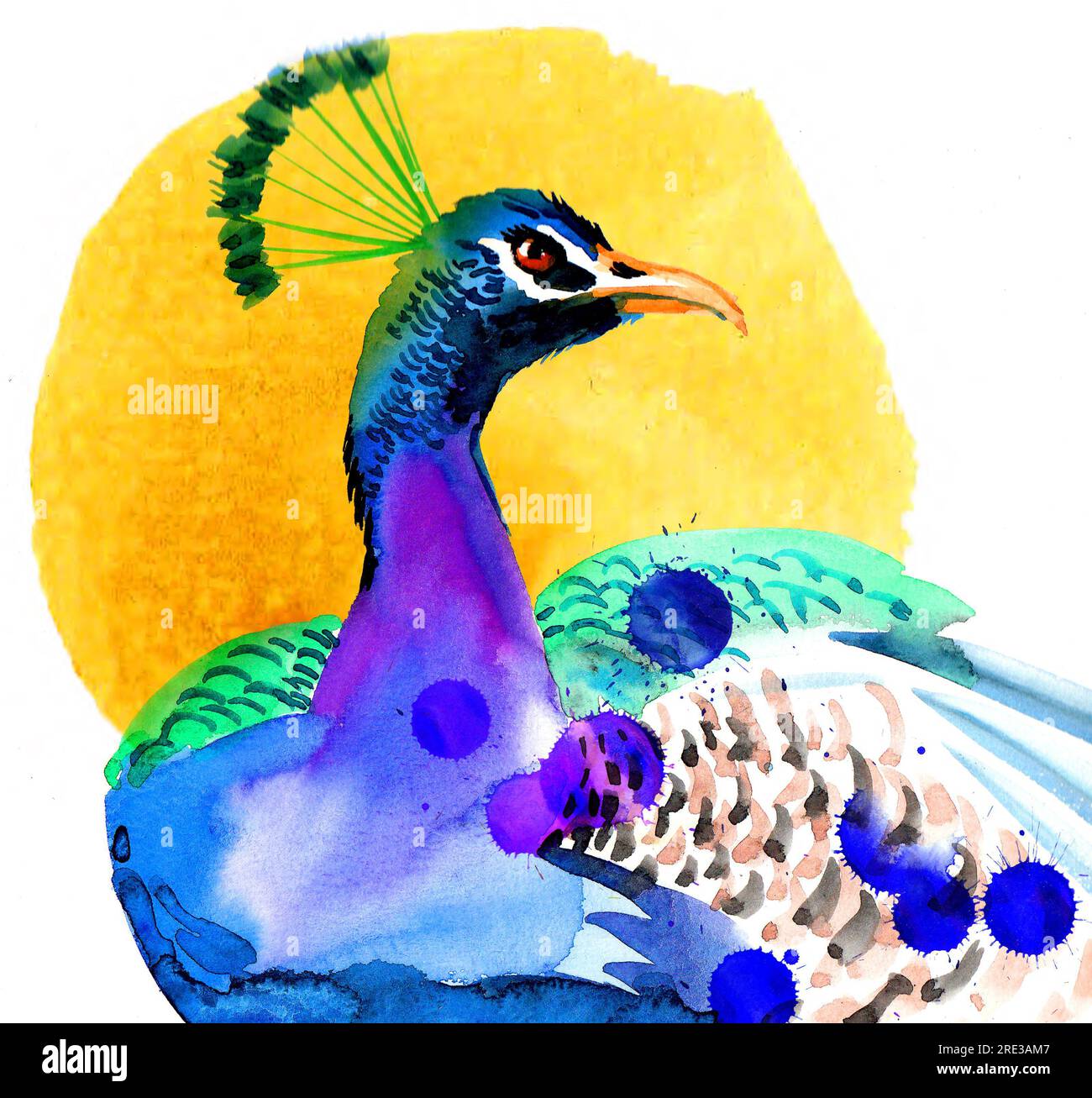 Peacock Watercolor And Ink
