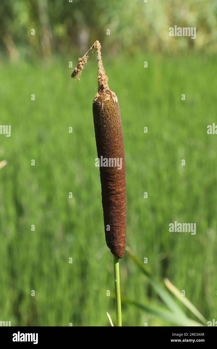 Close-up of the broadleaf cattail plant Stock Photo - Alamy