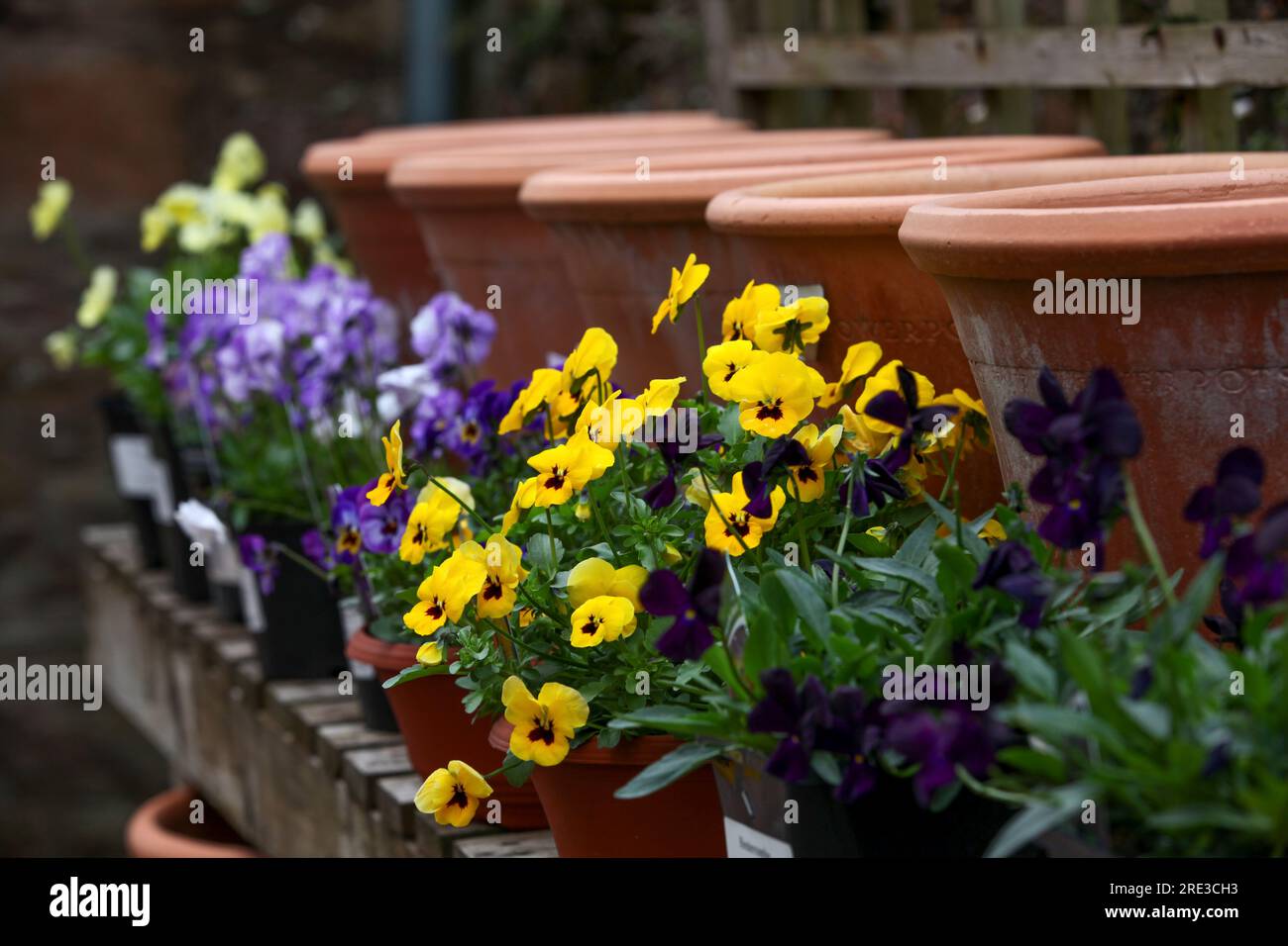 Cultivated Pansy plants on staging in front of larger terracotta pots ...