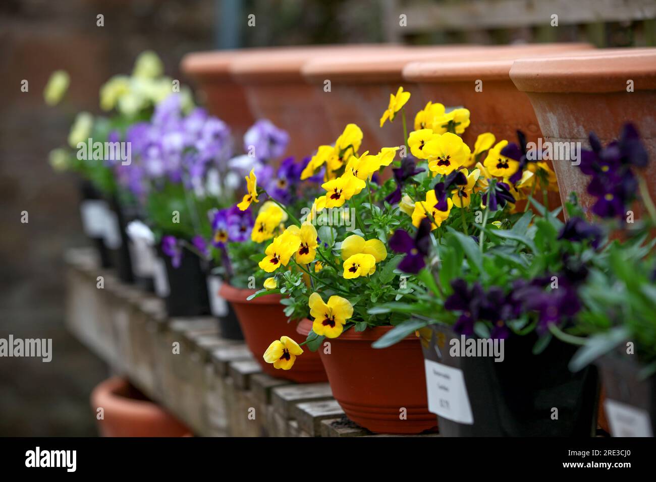 Cultivated Pansy plants on staging in front of larger terracotta pots ...