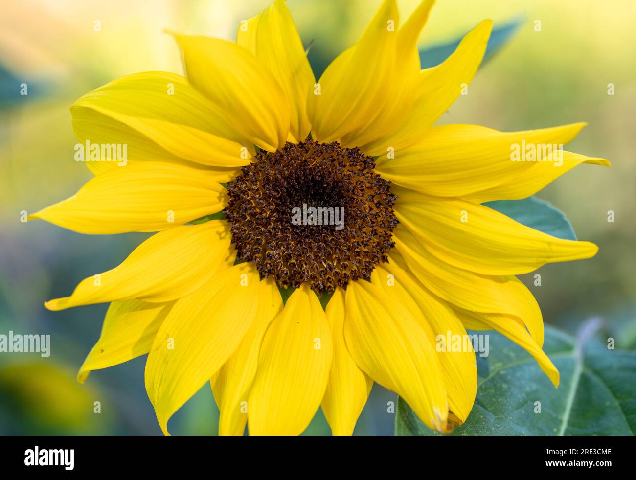 One large blooming bright yellow sunflower head closeup. Real healthy ...