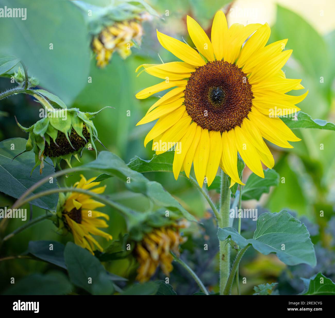 One large blooming bright yellow sunflower head among lot of small one ...