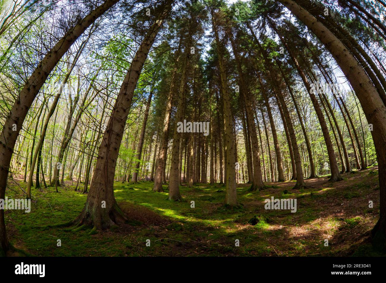 Fisheye lens shot looking up through pine trees Stock Photo - Alamy