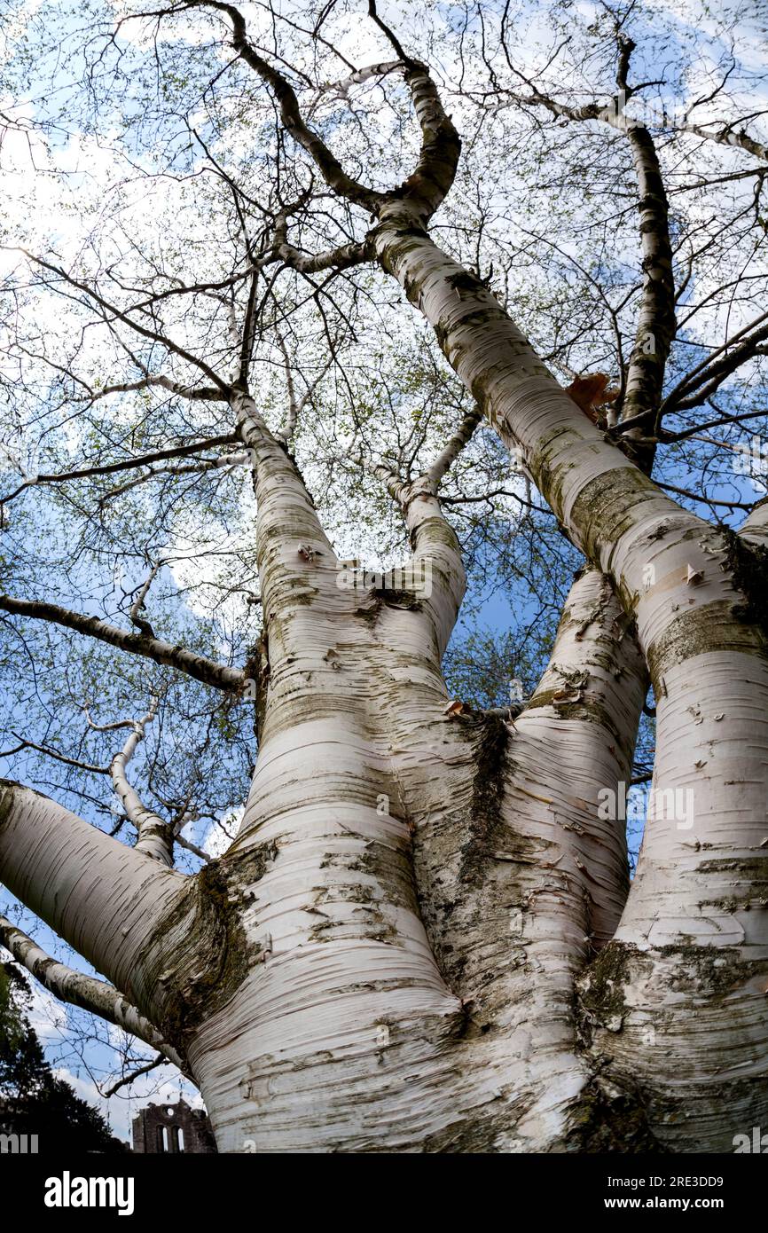 Fisheye lens shot looking up through Paper Birch tree [ Betula ...