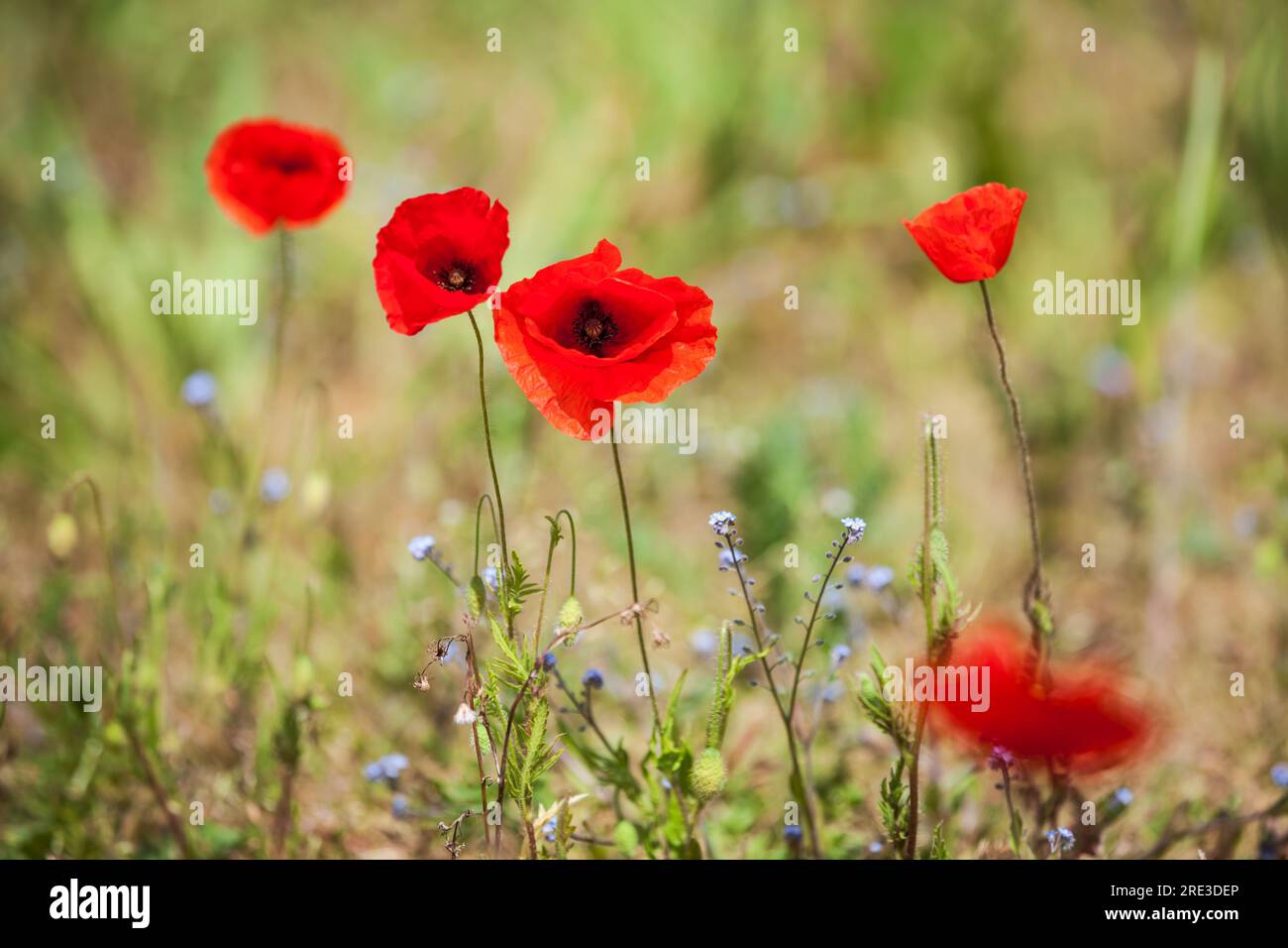 Red Poppy flowers in meadow Stock Photo - Alamy